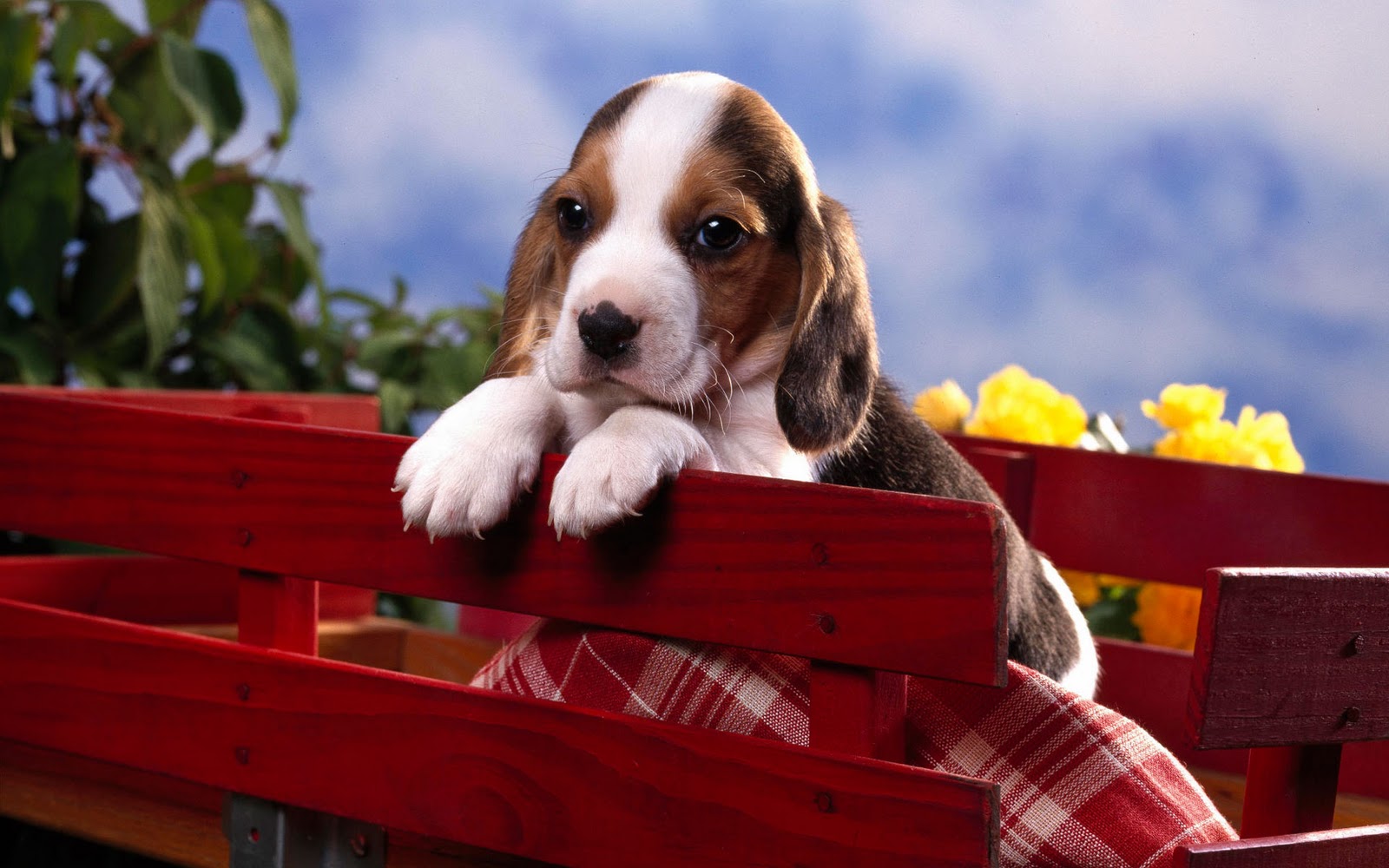 Beagle Puppy Pictures and Information | Puppy Pictures and Information