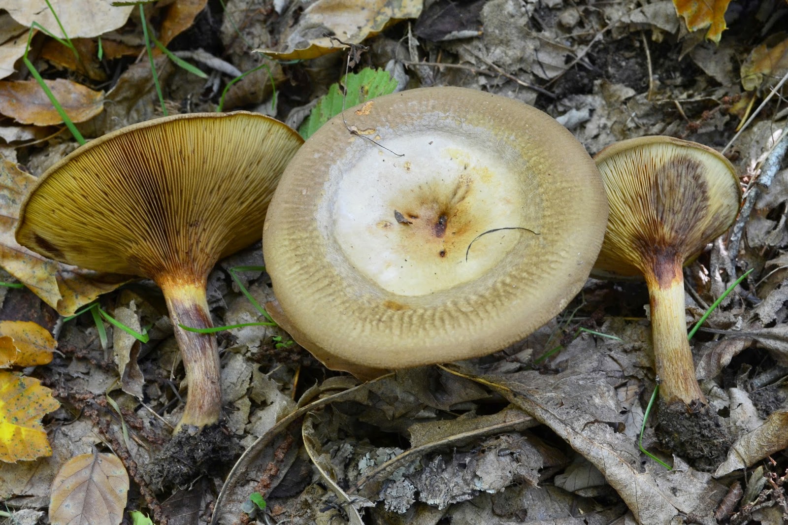 Setas Extremadura : Paxillus Involutus