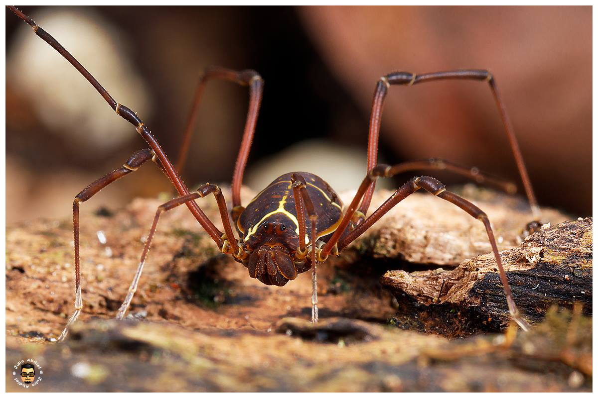Nocturnal Macro-Adventure