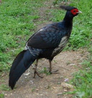 Pheasants of Pakistan