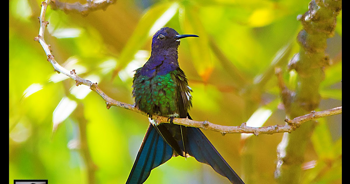 MY WORKS: Hummingbird... From my window series...