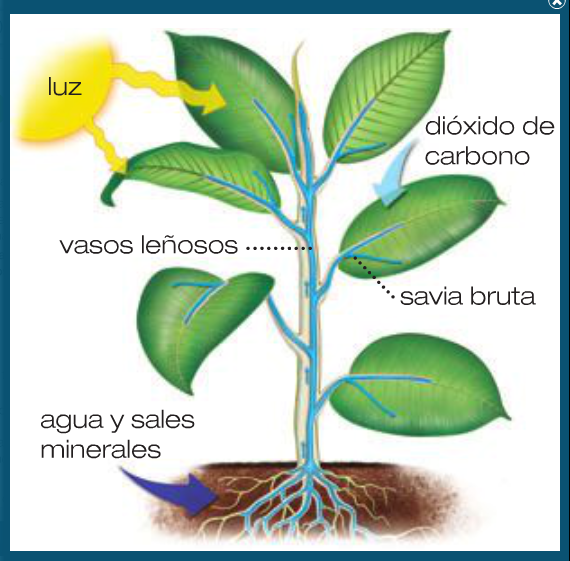 Blog De 5º De Primaria La Nutrición De Las Plantas