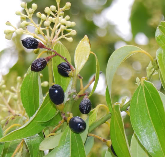 Dove Cresce la Pianta della Cannella (Cinnamomum zeylanicum)? Come si ...