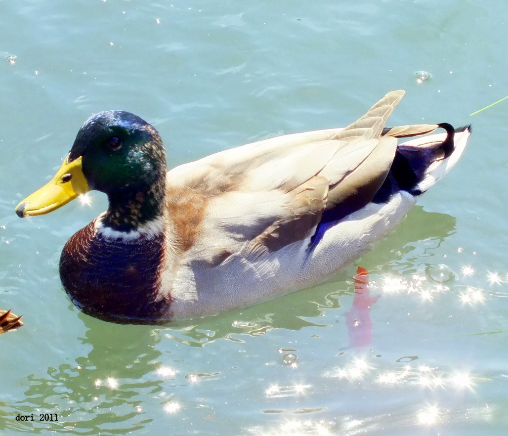 Pasea Menorca: Familia de patos en addaia