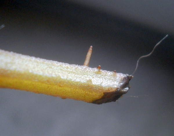 Plants are the Strangest People: Dog Hair as a Rooting Medium