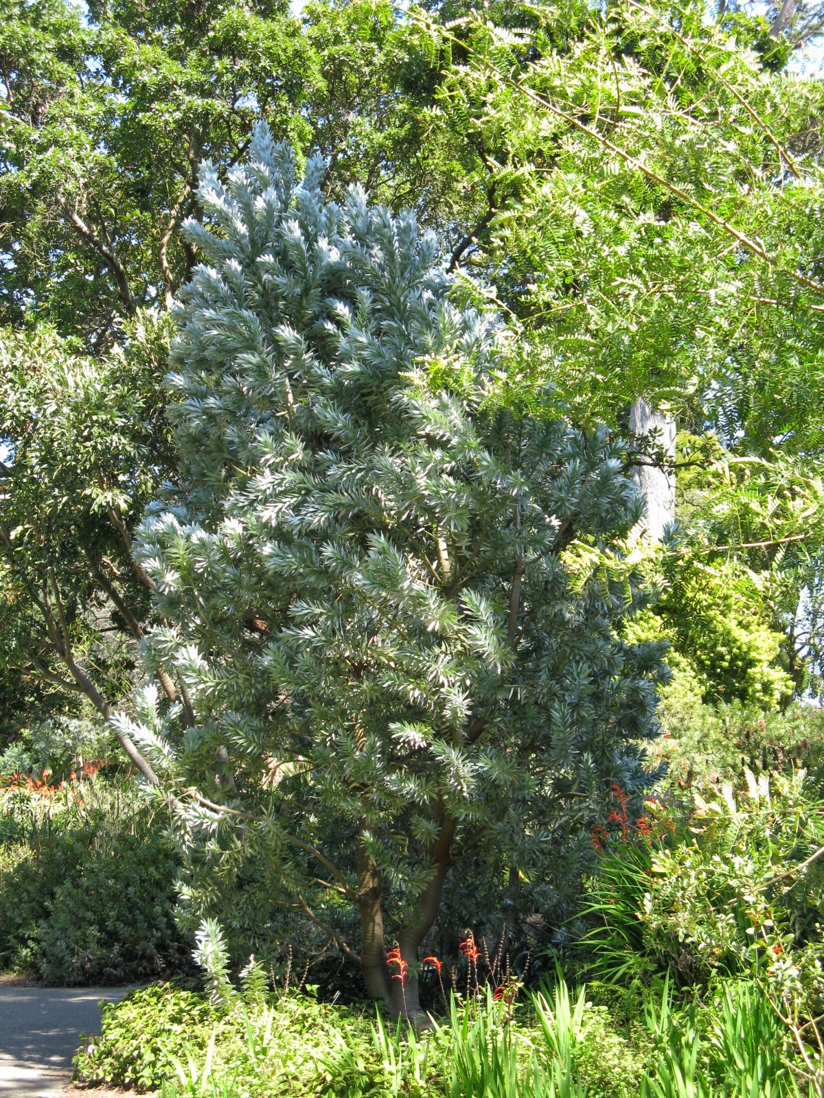 Trees of Santa Cruz County: Leucadendron argenteum - SIlver Tree