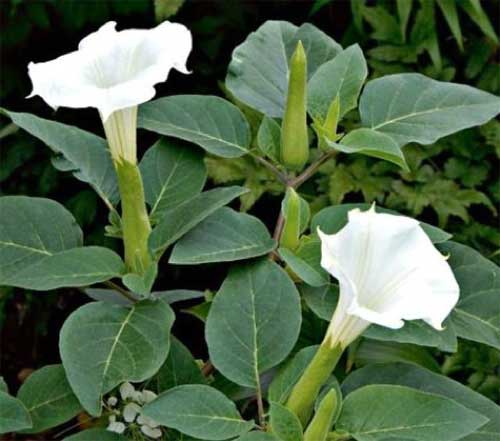 Flowers Offered To Shiva on Shivratri | Hindu Blog