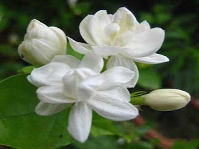 Flowers Offered To Shiva on Shivratri | Hindu Blog