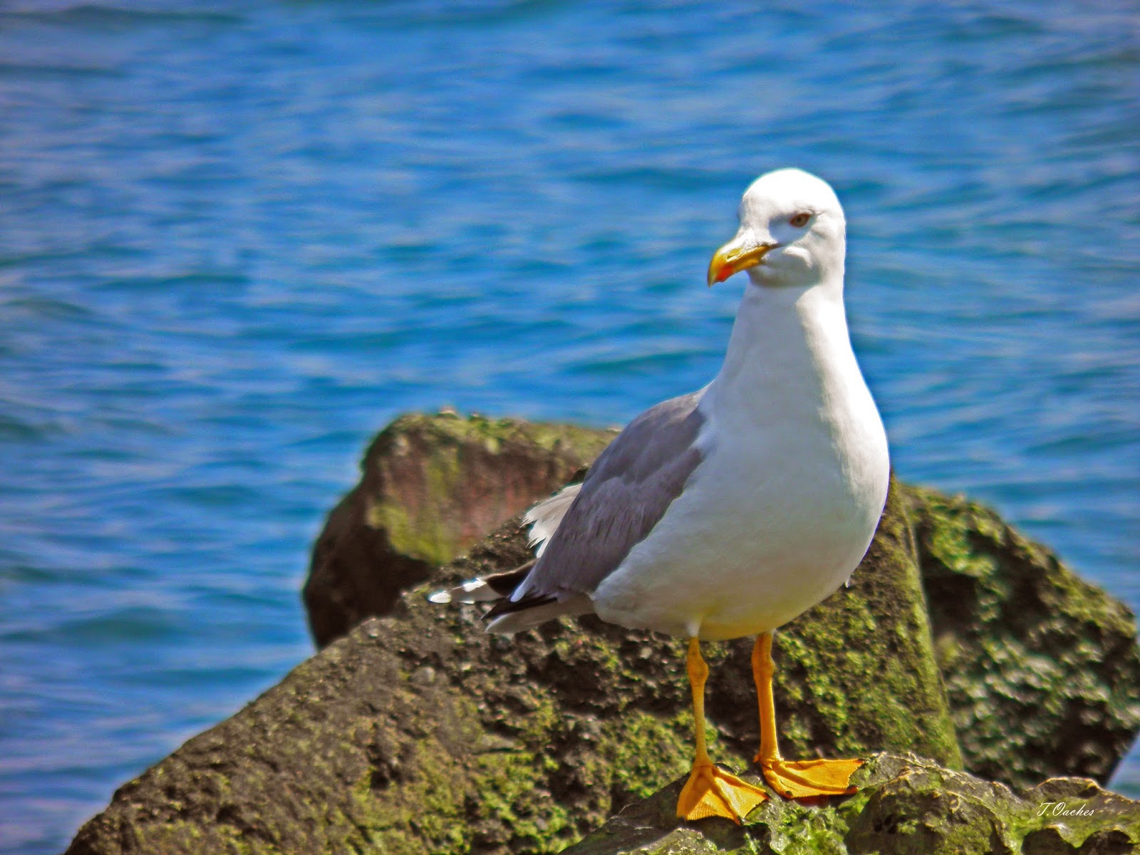 PASARI DIN ROMANIA: PESCARUS CU PICIOARE GALBENE, Larus michahellis