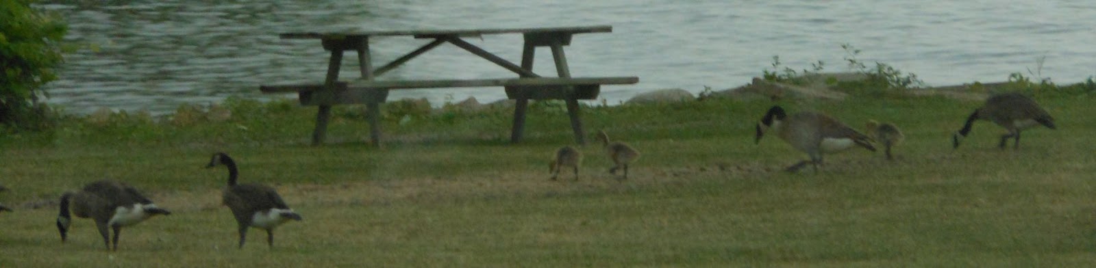 Timmber Wolf: Geese, planes and stormy weather