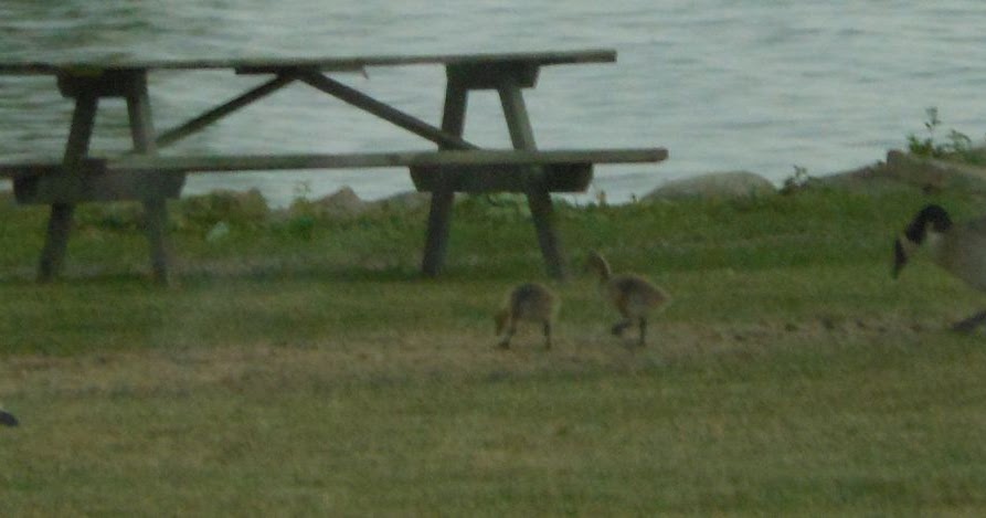 Timmber Wolf: Geese, planes and stormy weather