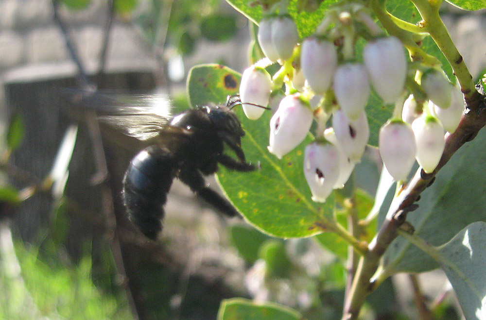 Mother Nature's Backyard - A Water-wise Garden: Valley Carpenter Bee – Xylocopa varipuncta