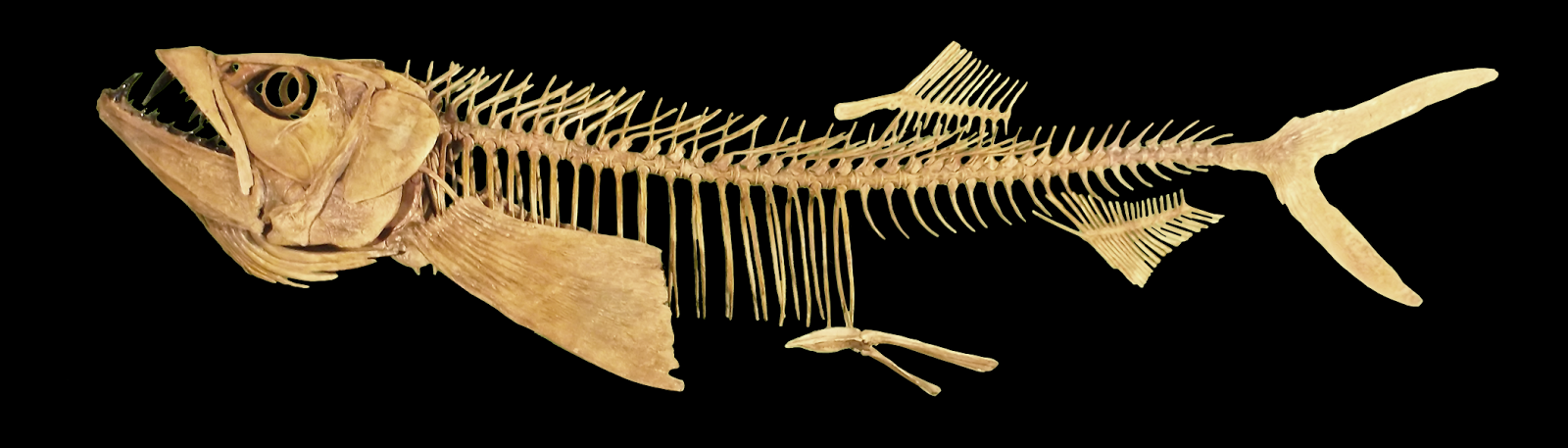 The Expeditioner's Discovery Guild: A little bit of Everything: Museums ...