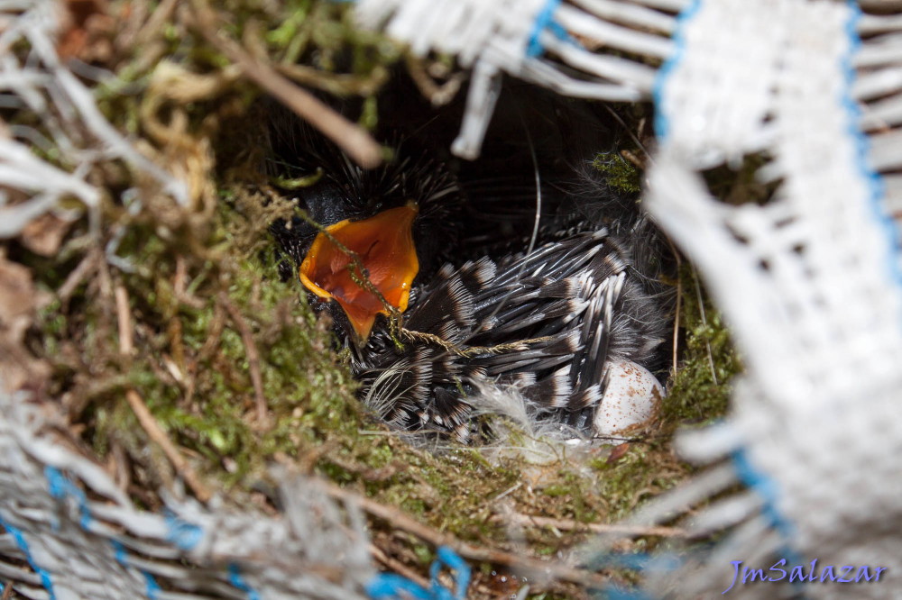 Miradas Cantábricas: Un Cuco muy Cuco Cuculus canorus