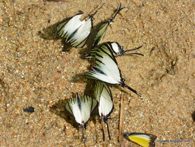 The Forested Path (and Beyond): BUTTERFLIES of RAUB: The Fourbar ...