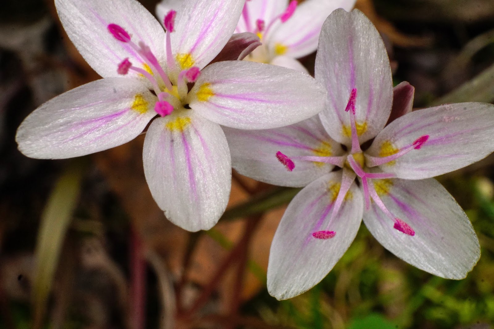Discover West Virginia: Spring Wildflowers of the New River Gorge ...