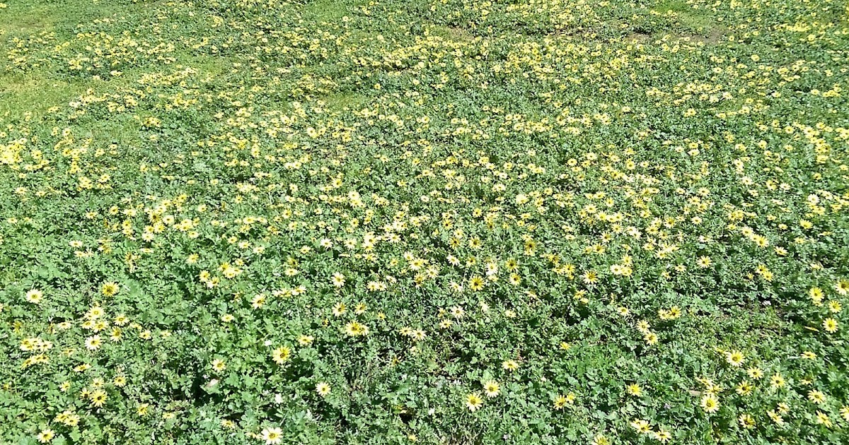The unappetising Capeweed