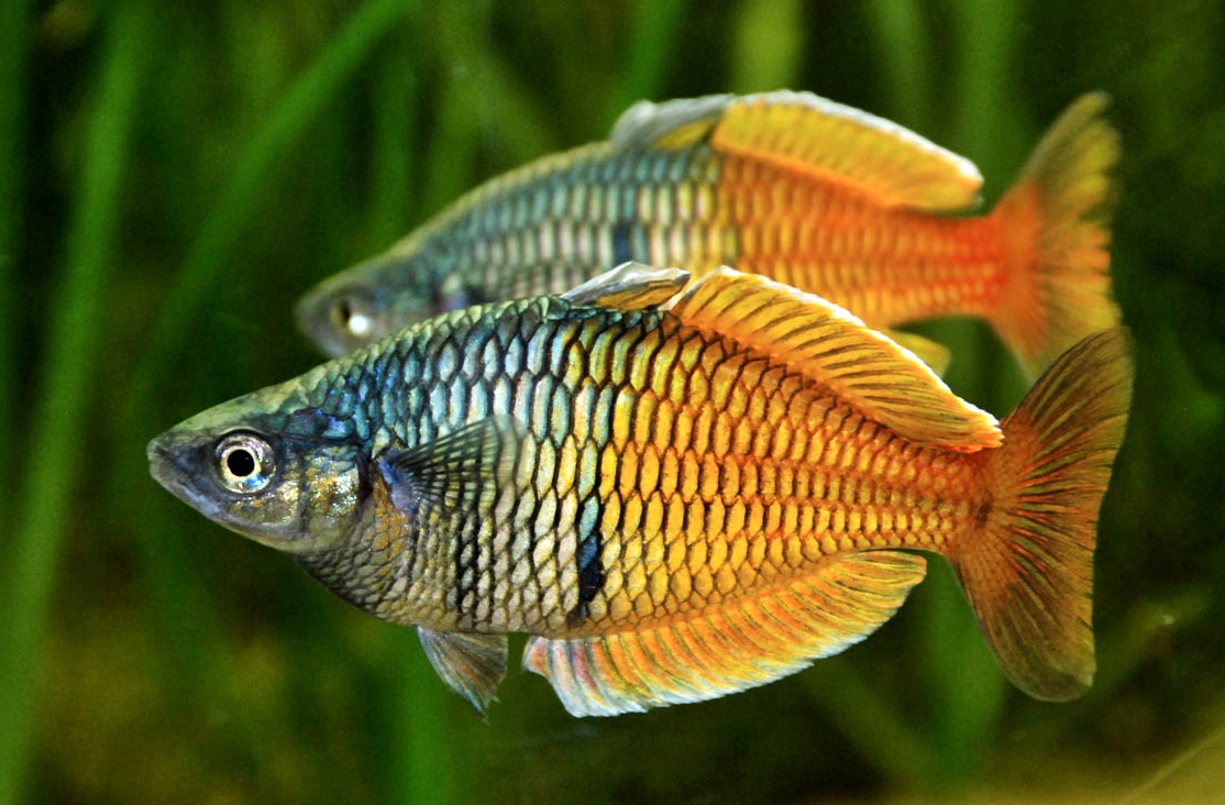 Ikan boesemanis rainbowfish - Akuarium Ikan Hias