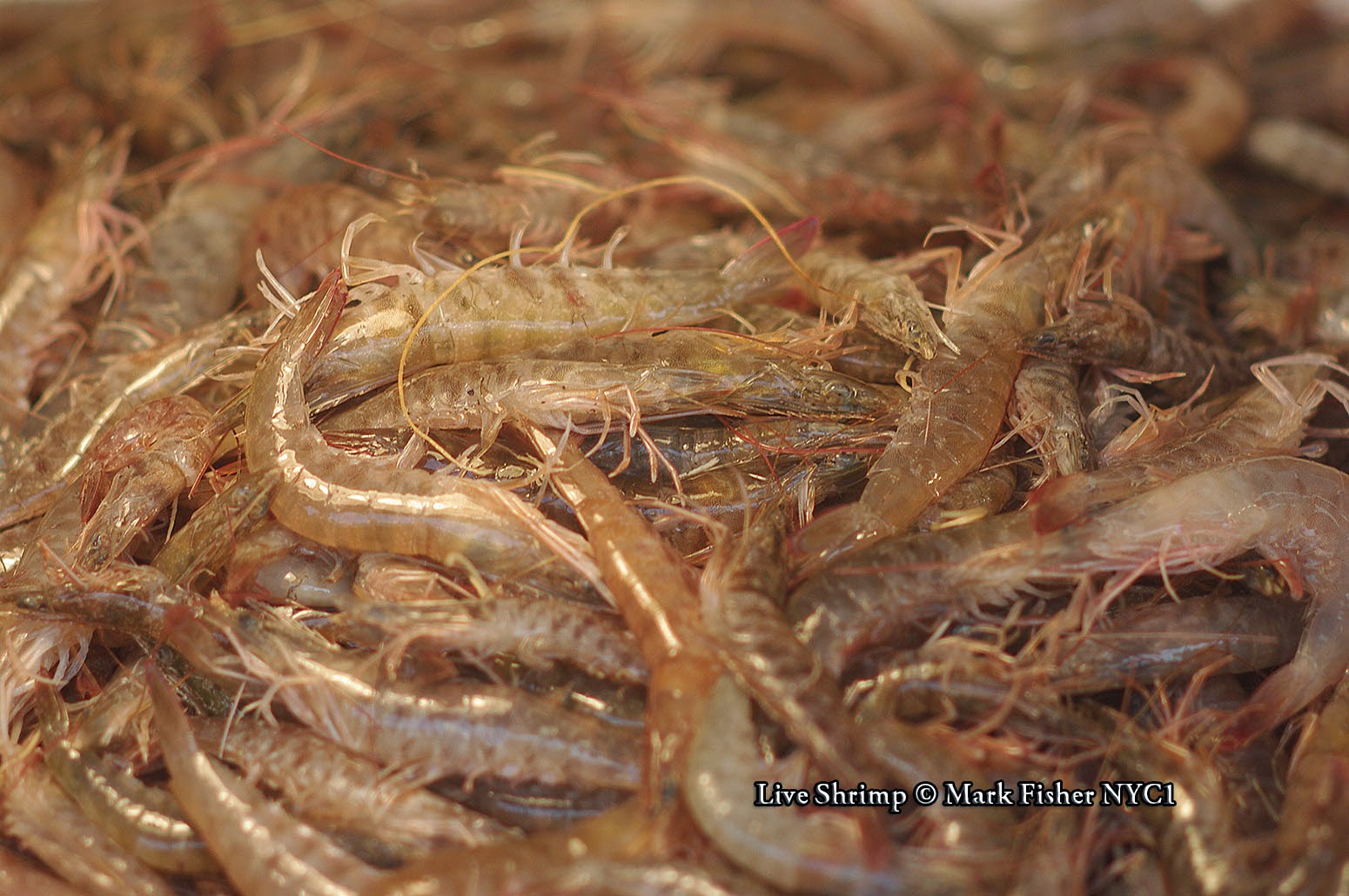 Mark Fisher American Photographer™: Live Shrimp • American Photographer ...