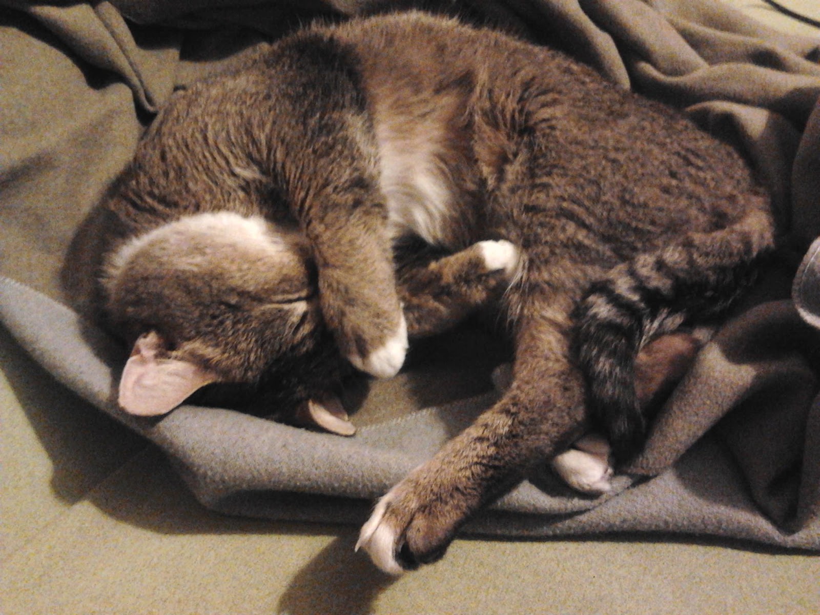 Elu võimalikkusest FIV-positiivse kassiga