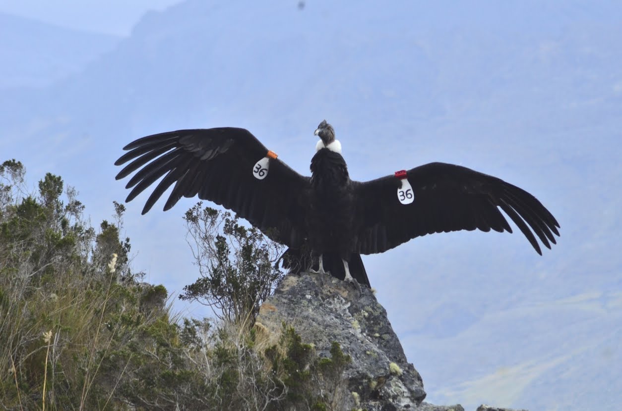 Y los cóndores abrieron sus grandes alas y surcaron los cielos del ...