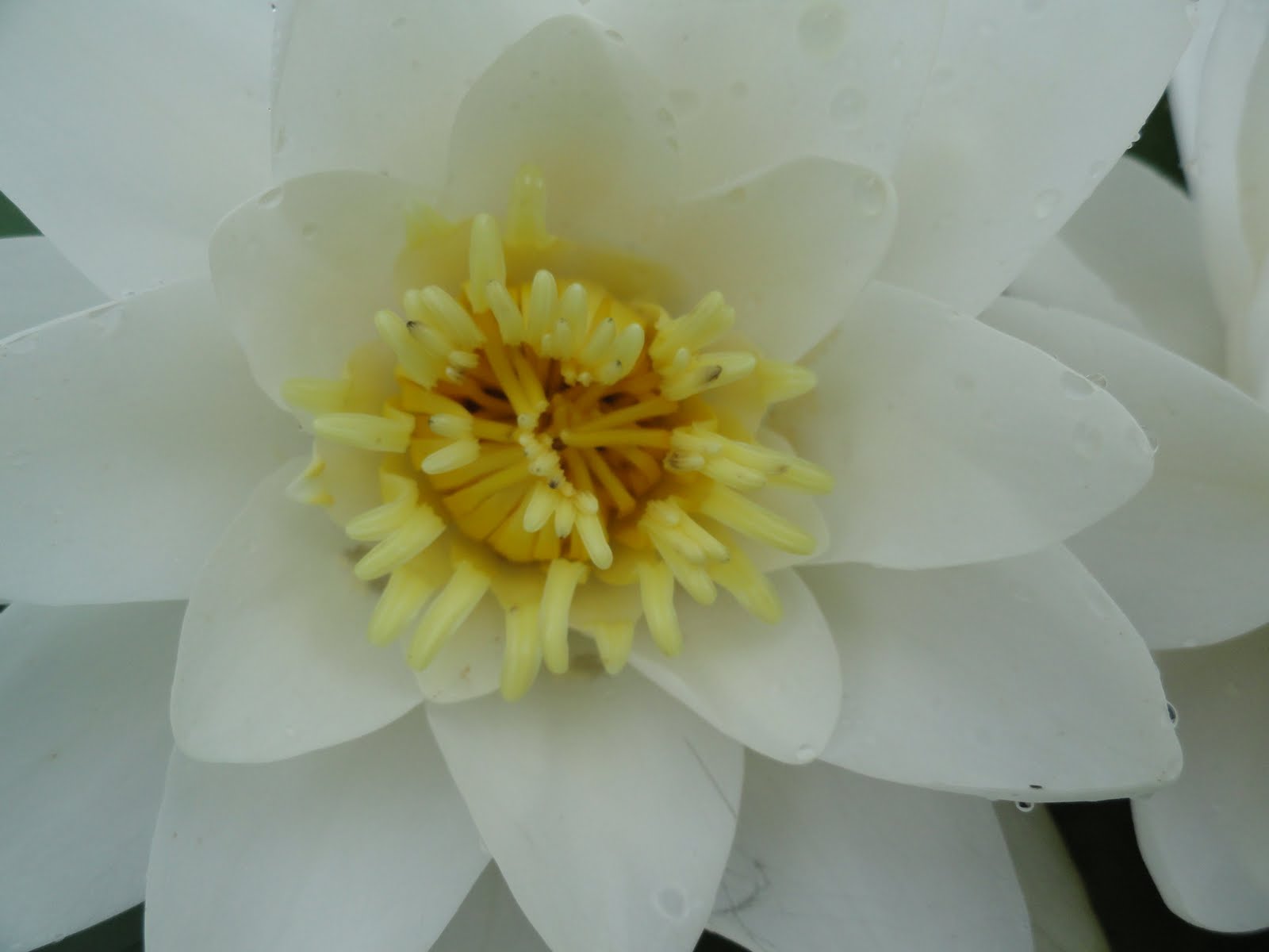 Frumusetile naturii: Nufar alb (Nymphaea alba L)