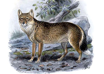 Escalofriorgasmicosmicuántico: El porque el chacal aúlla