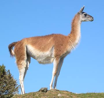 The Guanaco | The Wildlife