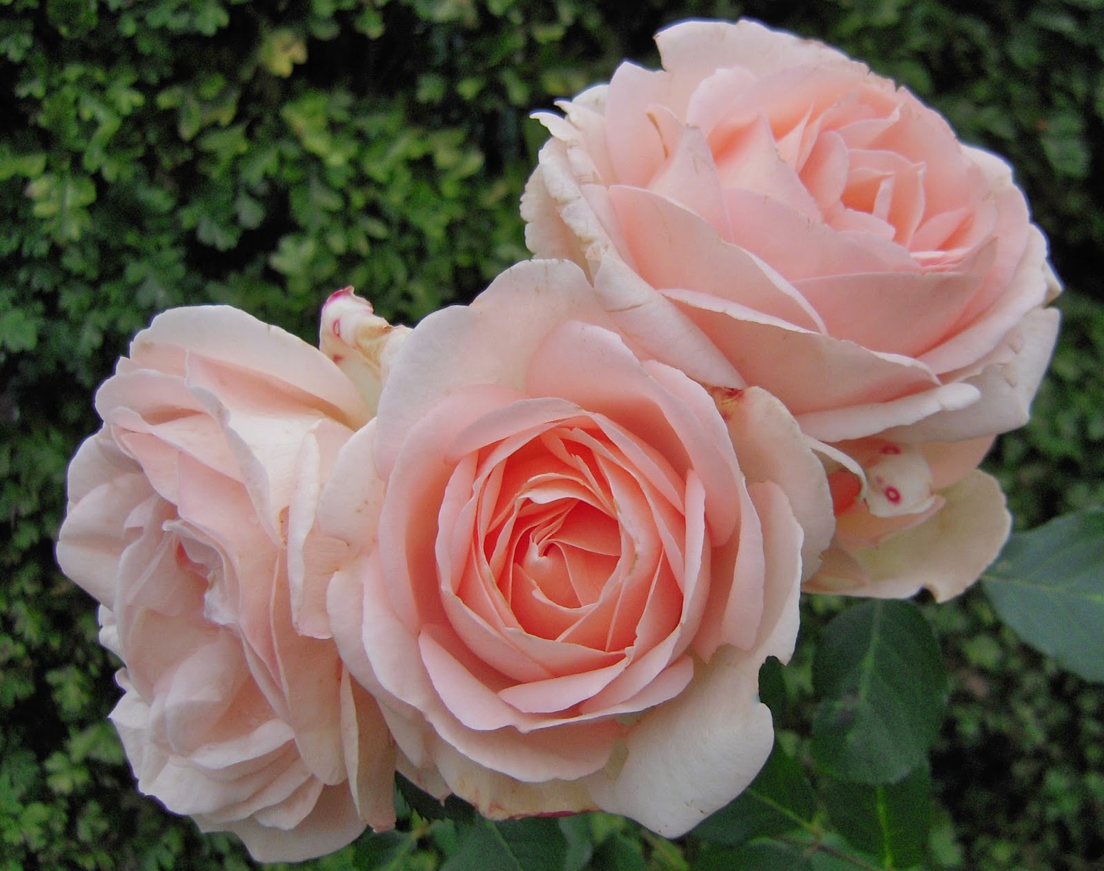 Alice´s Eventyrland: Roser