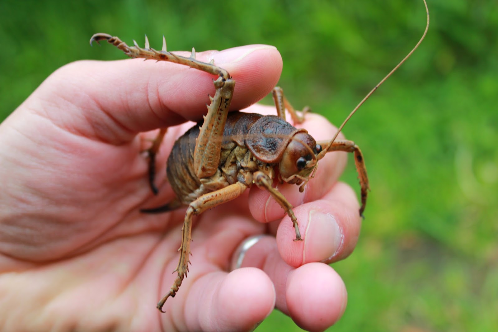 Insectos mas grandes del mundo ~ SoyUnDesmadre.com