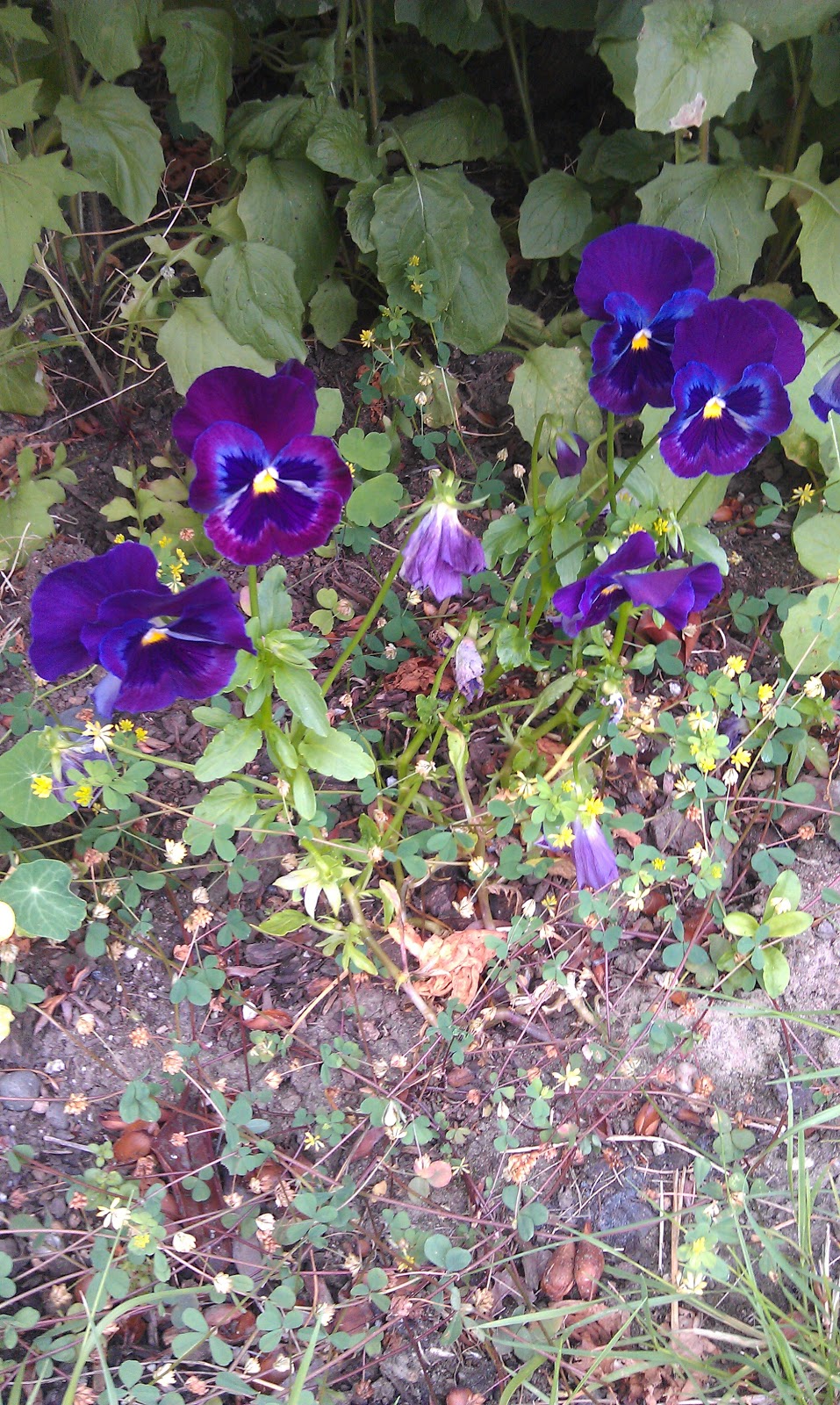 Smidgen Cakes: With Silver Bells and Cockle Shells...