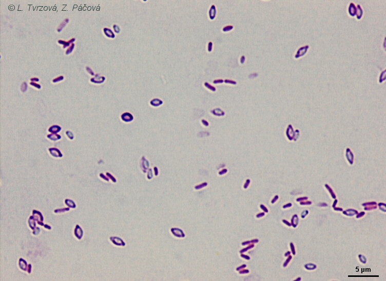 Brevibacillus