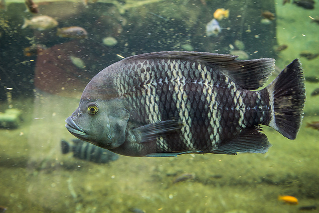 Zebra Tilapia (Tilapia buttikoferi) - Ikan Hias Air Tawar