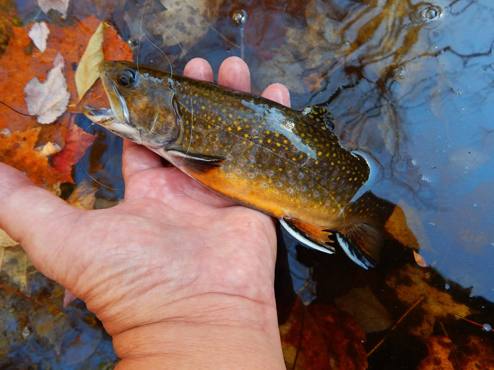 Small Stream Reflections: Small Stream Fishing 10-20-15