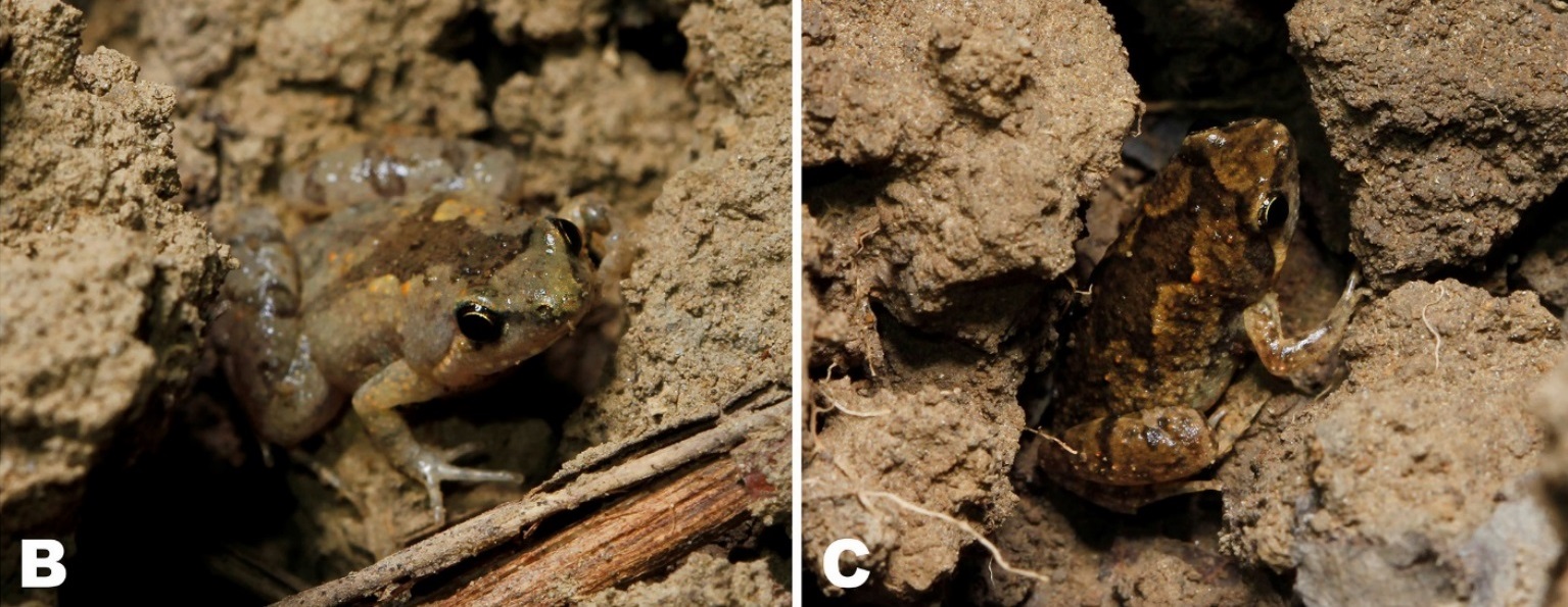 Species New to Science: [Herpetology • 2019] On the Road to Mandalay ...