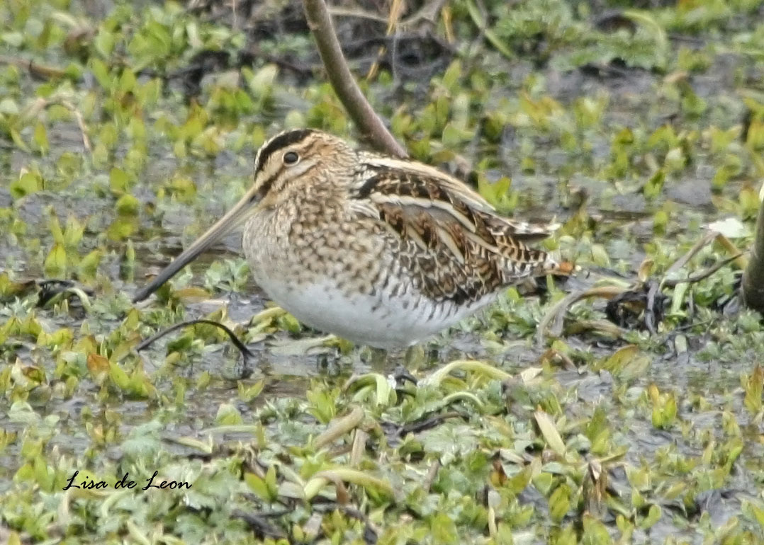 Common Snipe - Various Bird Species