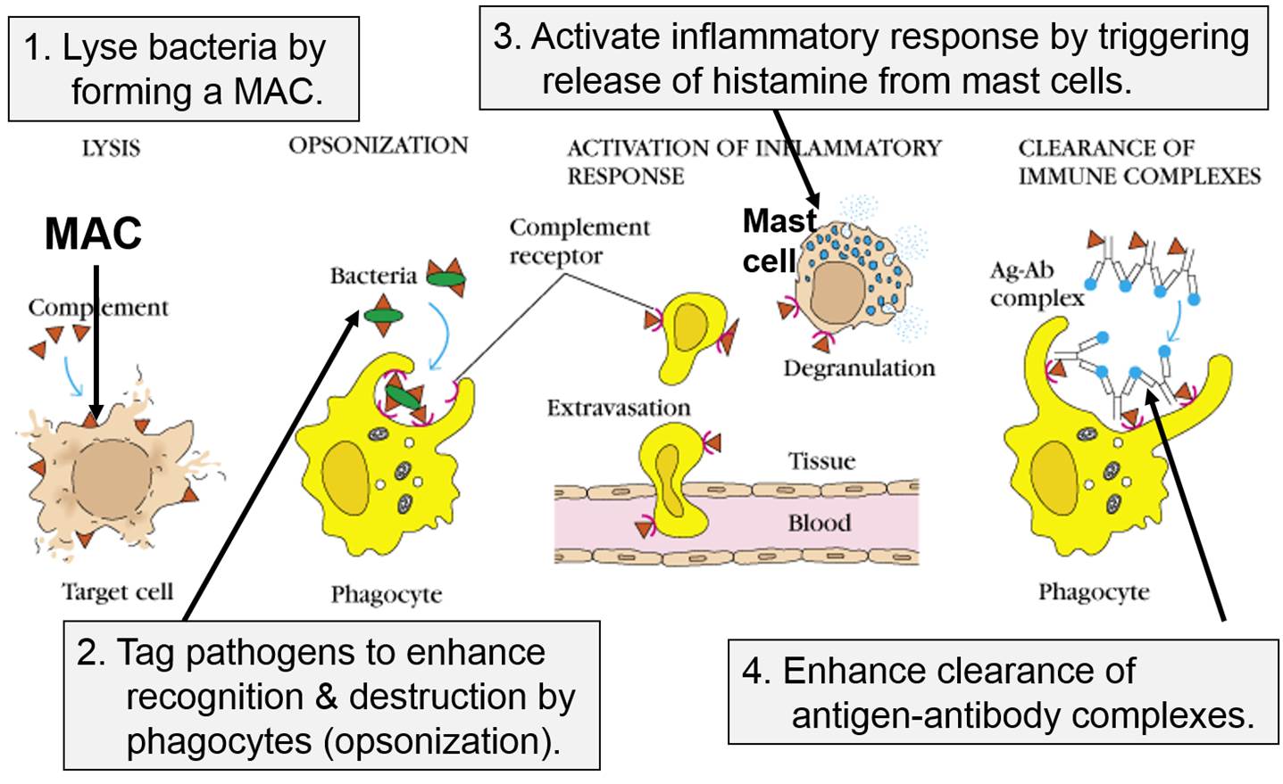 microbiology: COMPLEMENT THERAPY