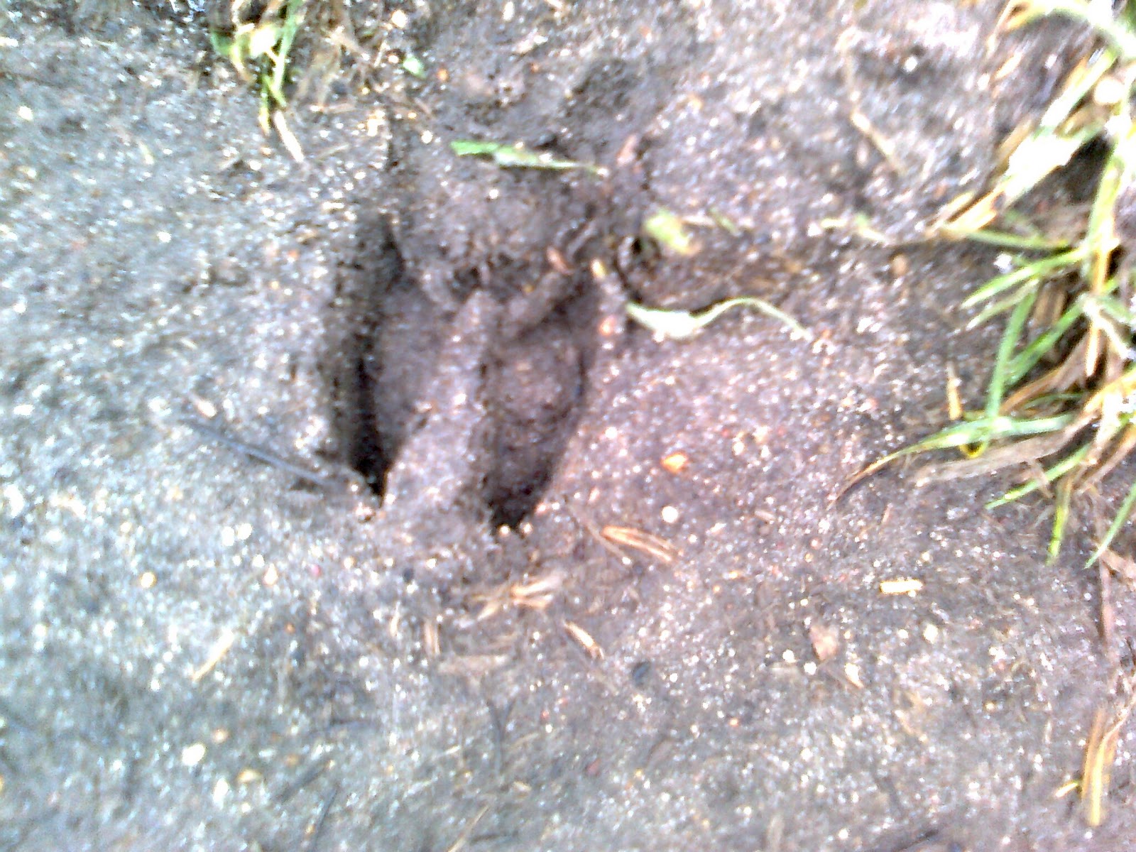 majlo blog: stycznia 2012