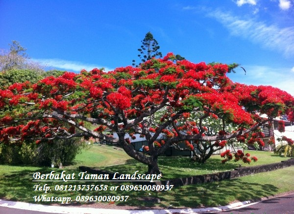 Jual Pohon Flamboyan Merah Murah Delonix Regia | Tukang Tanaman Hias