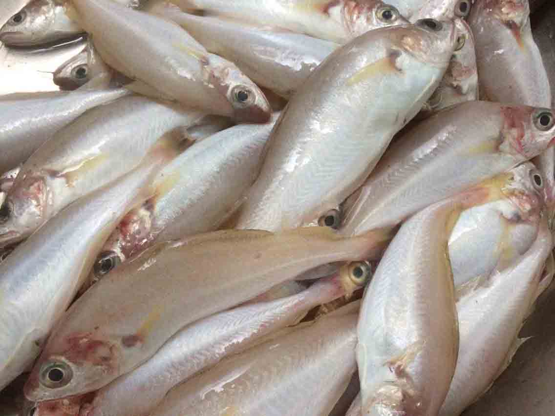 Me sabe a Málaga: Fanecas fritas