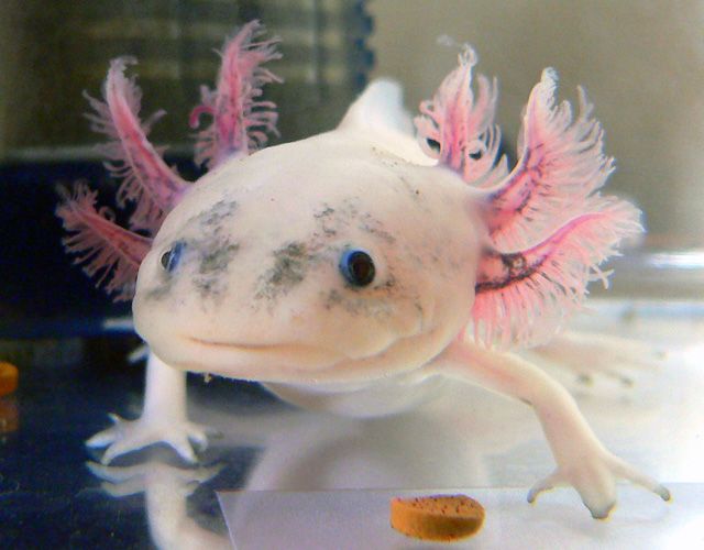 White Wolf : Meet Axolotl (Ambystoma mexicanum) "the Happiest Animal in ...