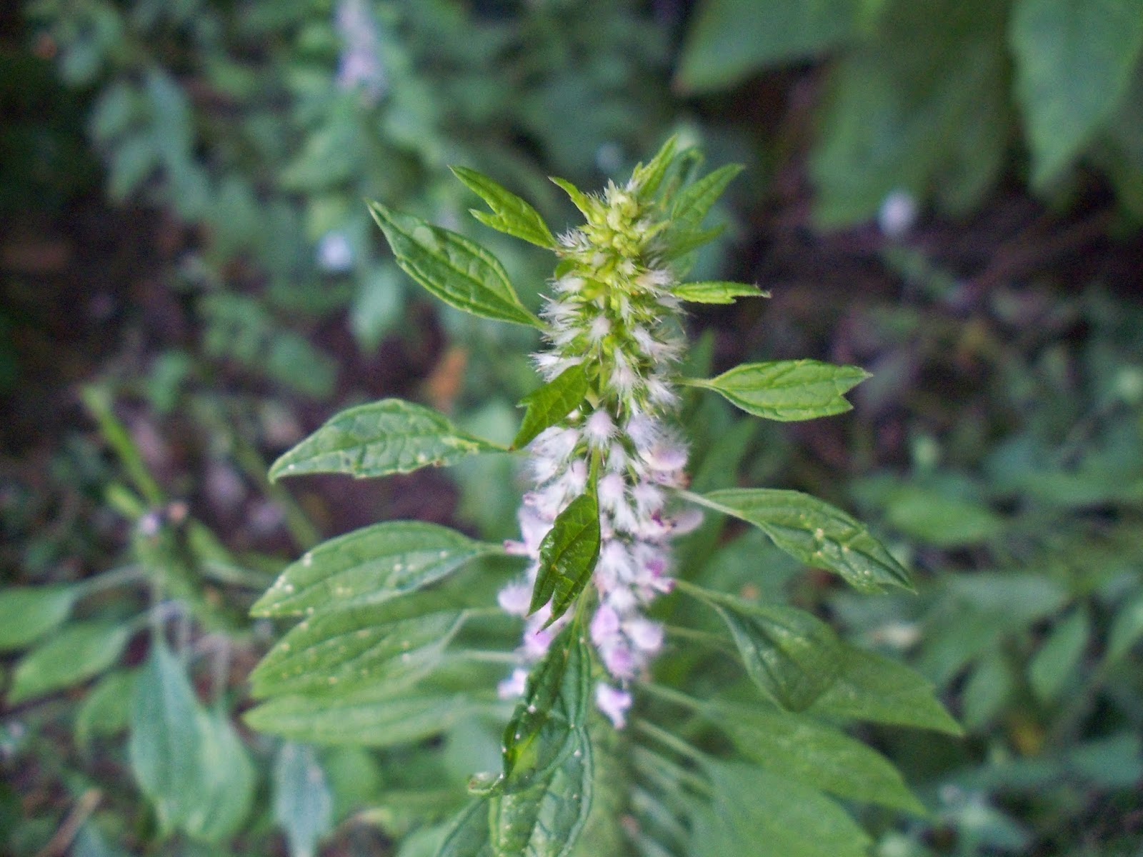 The Essential Herbal Blog: Herb of the Week: Motherwort