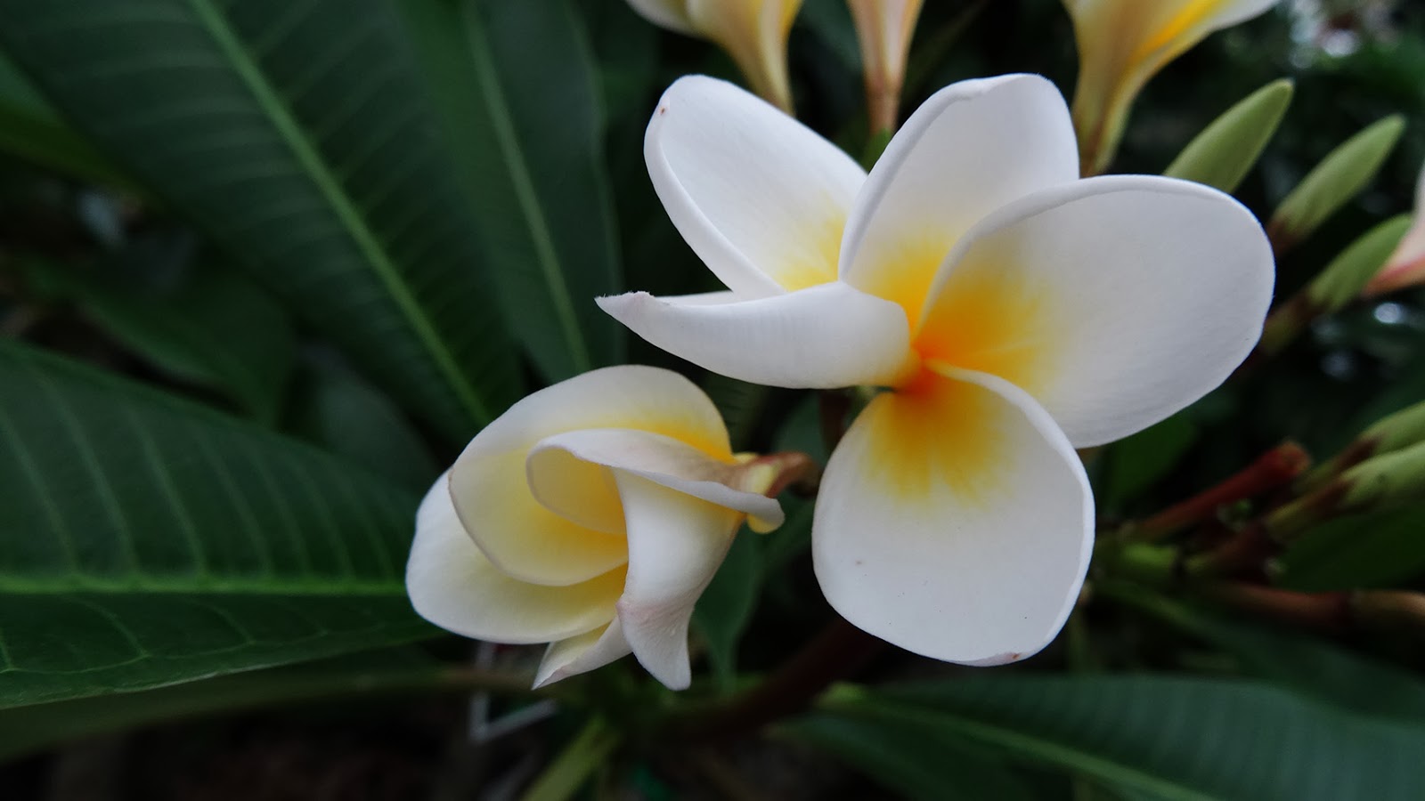 MAP: MELBOURNE STREET TREES 56 - FRANGIPANI