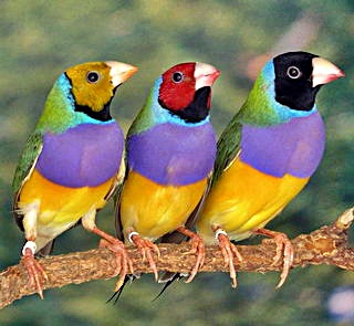 Cara Menyilangkan burung kenari dengan finch - Ocehan Kenari