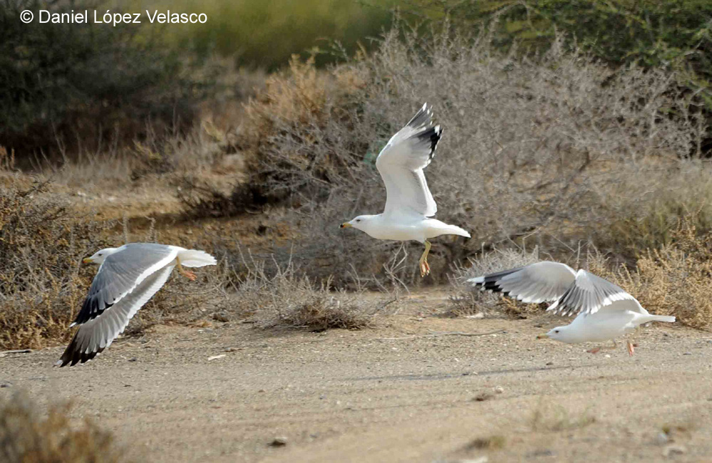 gaviotas y anillas: 30/10/11 - 6/11/11