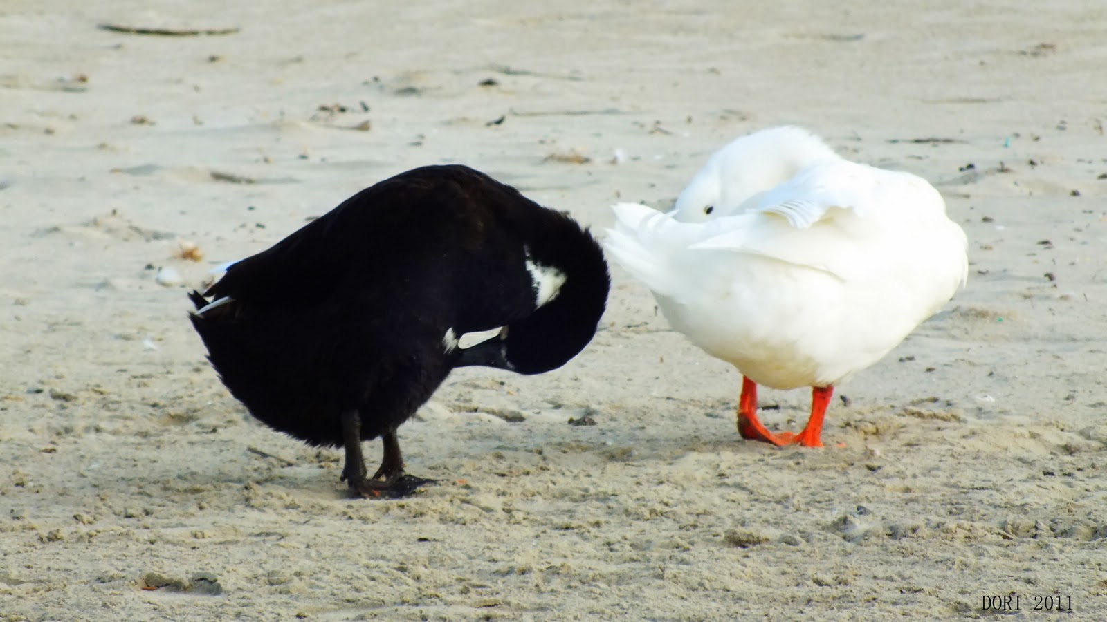 Pasea Menorca: Vida animal en Son Bou