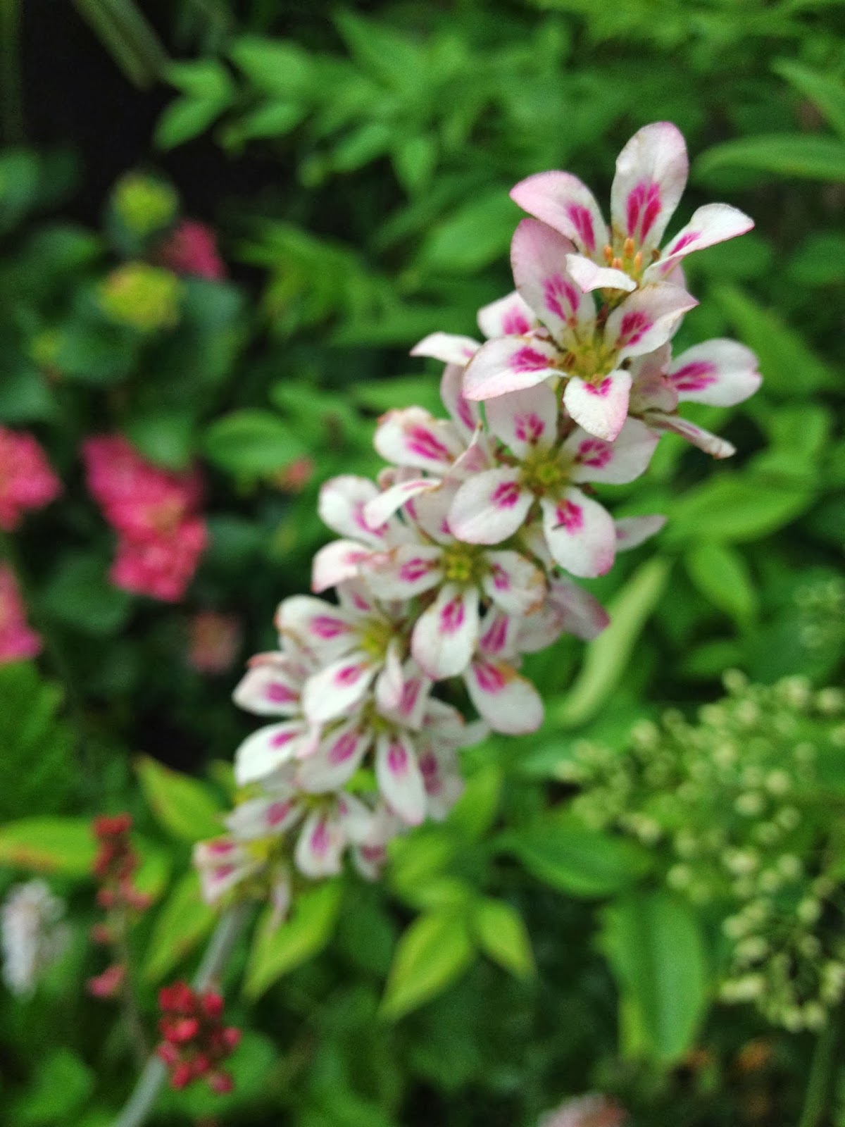Plants of the Galicic Garden: Francoa sonchifolia