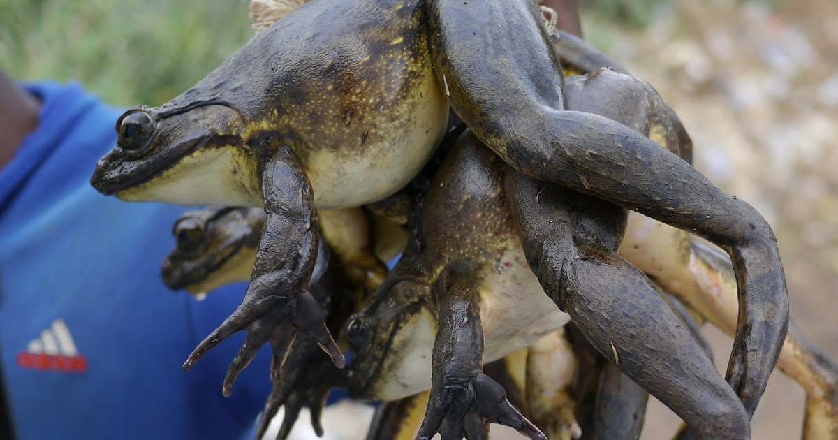 Goliath Frog