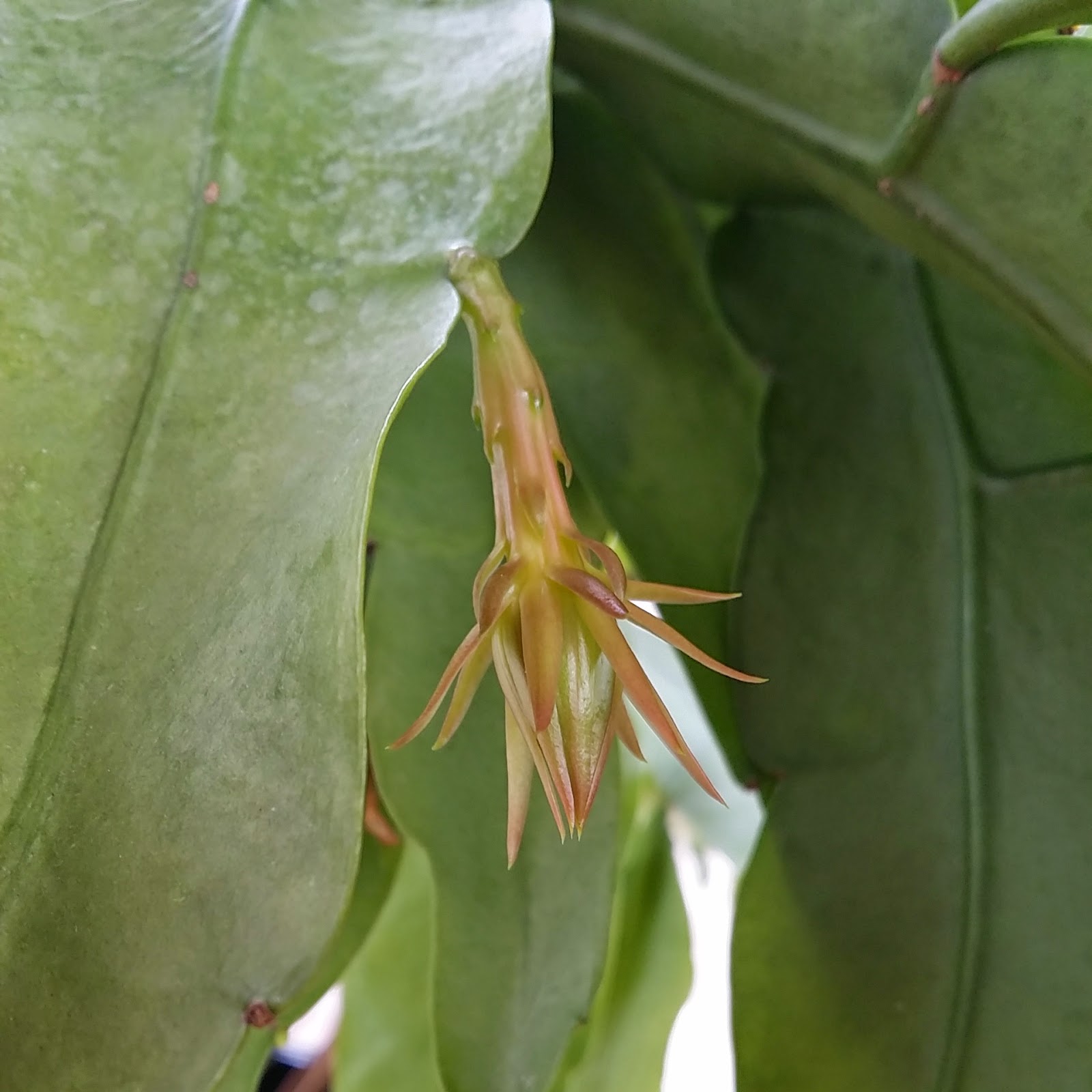 Khasiat Bunga Bakawali Untuk Kesehatan | Cerita Budak Sepet