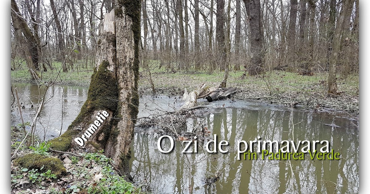 O plimbare prin padure